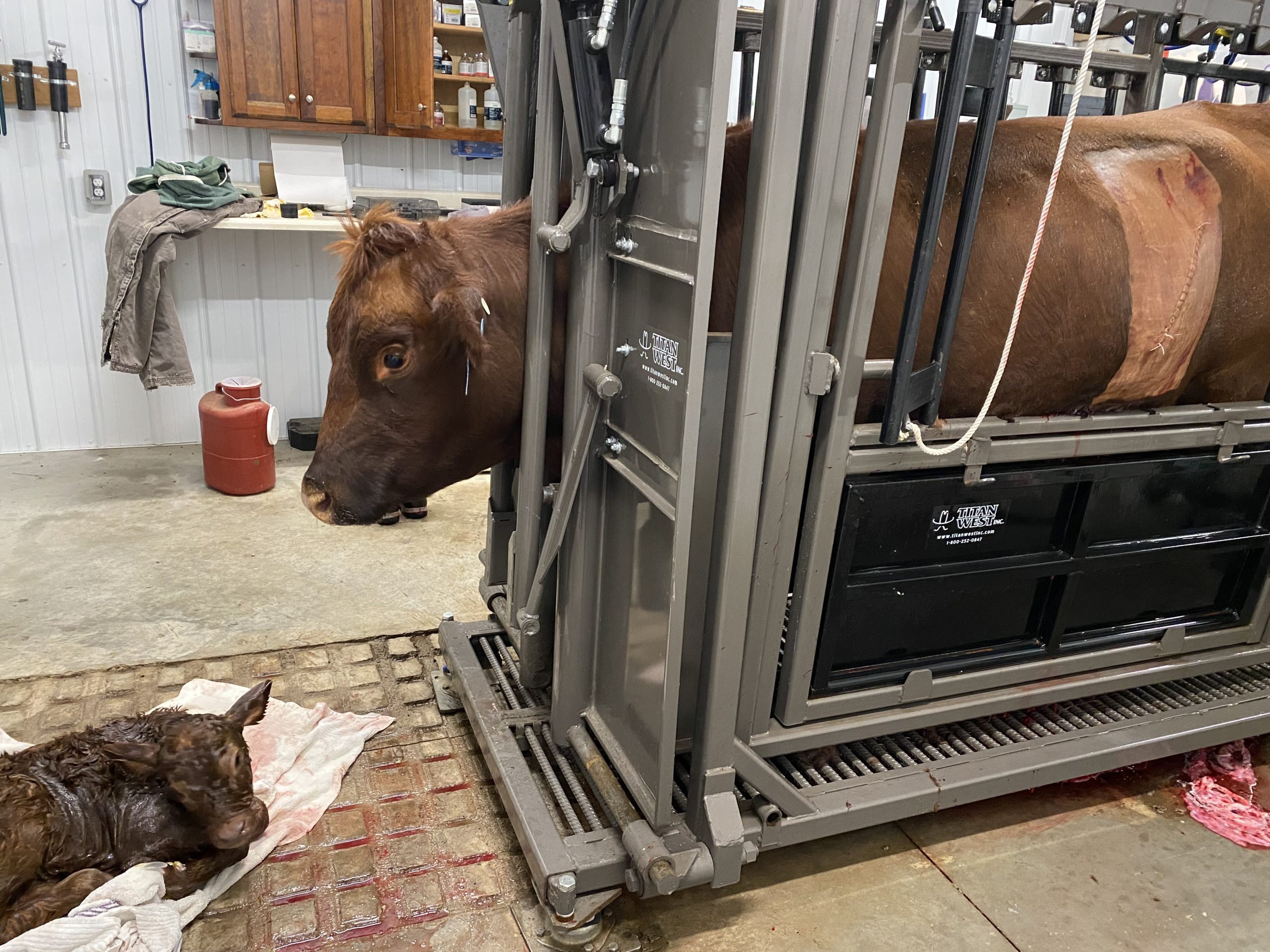 Large Animal Surgery Countryside Veterinary Services, Hope, KS ...