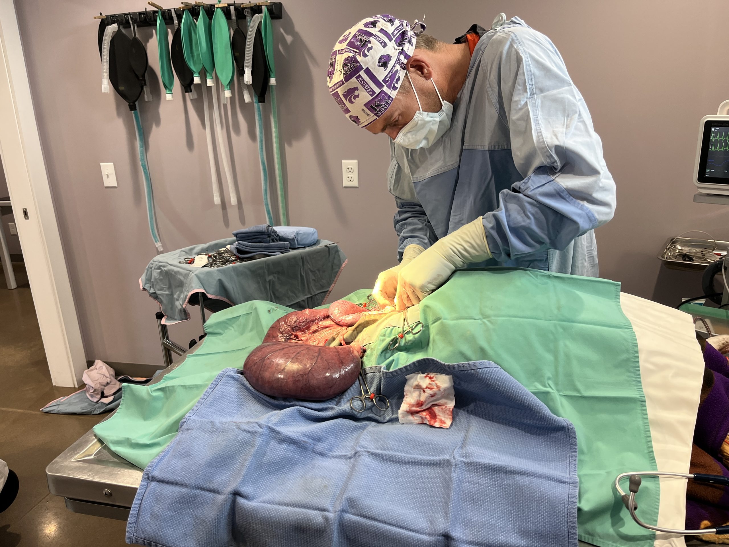 Soft Tissue Surgery Countryside Veterinary Services, Hope, KS ...